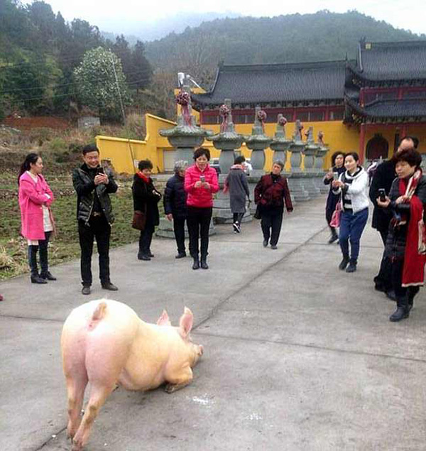 Pig Escapes From Farm, Arrives At Buddhist Temple And Starts Praying