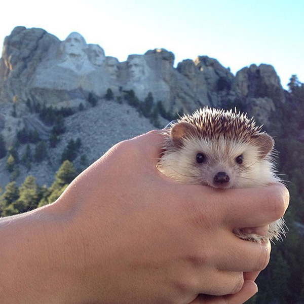 This Tiny Hedgehog Has His Own Travel Blog, And It's Breaking The ...