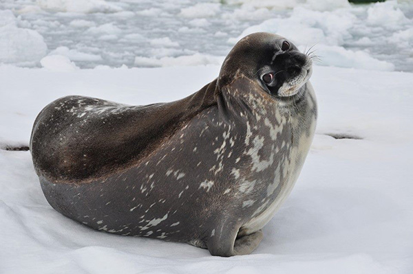 This seal is cute and knows it