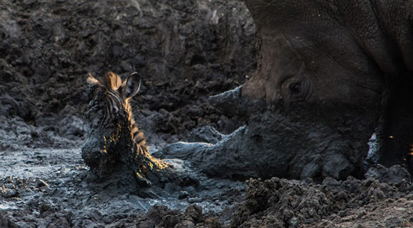 The Incredible Moment A Massive Bull Rhino Came To The Rescue Of A ...