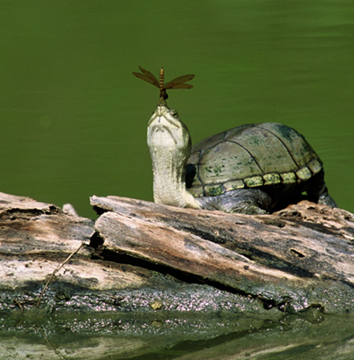 Turtle and dragonfly share a moment