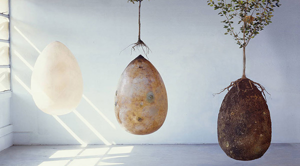 These Burial Pods Turn Your Loved Ones Into Trees. Imagine Sacred ...