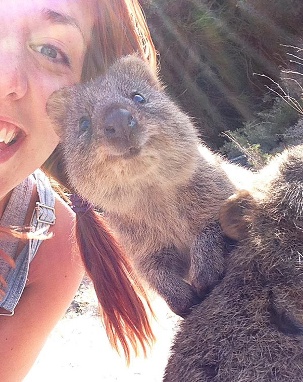 Curious Quokka Selfie Curious Quokka Selfie