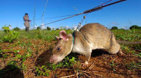 Giant Rats Are Saving Tons Of Lives In The Most Amazing Way
