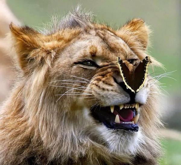 Lion and butterfly