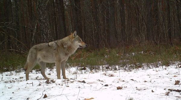 Wildlife In Chernobyl Is Not Only Back, But Thriving. Automatic Cameras ...