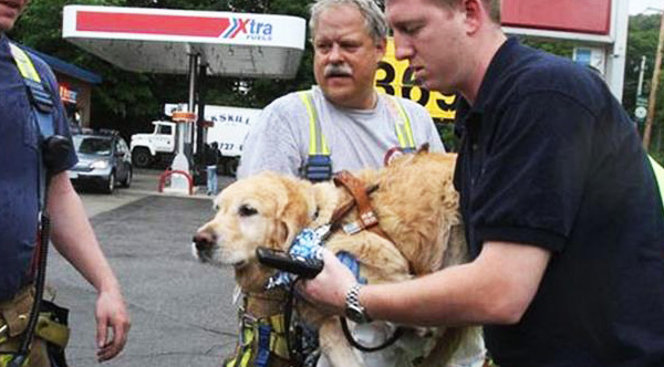 Guide Dog Jumps In Front Of School Bus To Save Blind Owner