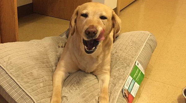 Service Dog Dials 911 During Fire And Saves Blind Owner's Life By ...