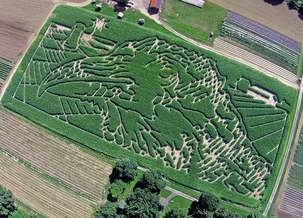 This Farm In Massachusetts Creates Awe-Inspiring Corn Mazes Every Year