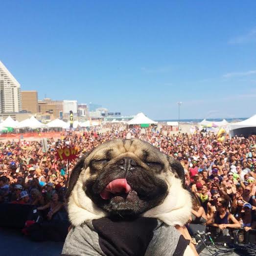 Pug at a concert