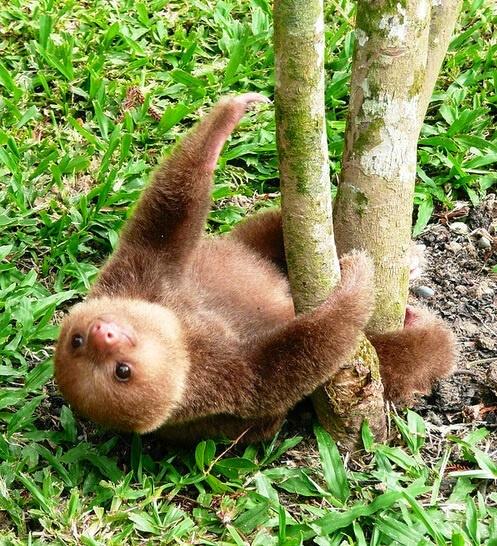 The cutest sloth Ive ever seen