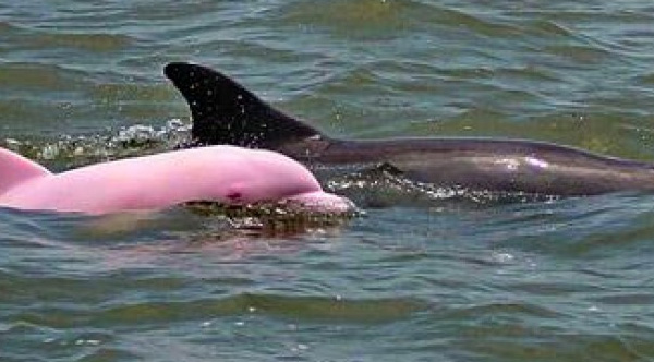 A Louisiana Boat Captain Has Captured Photos Of A Rare PINK Dolphin