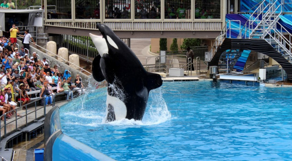 SeaWorld Has Announced That They Are Ending Live Orca Shows
