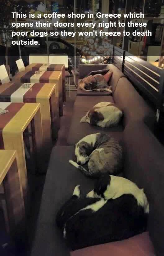 This coffee shop in Greece helps the stray dogs stay warm at night