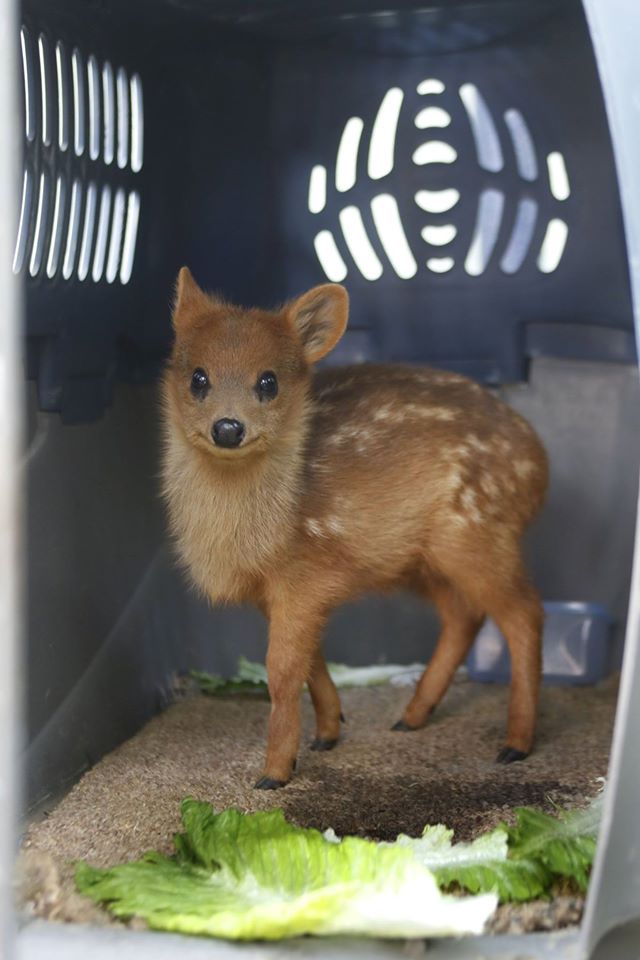 The worlds smallest deer - the pudu