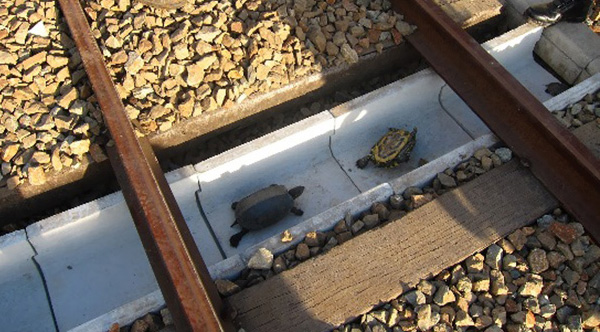 This Is What Japan Is Doing To Save The Turtles From Passing Trains
