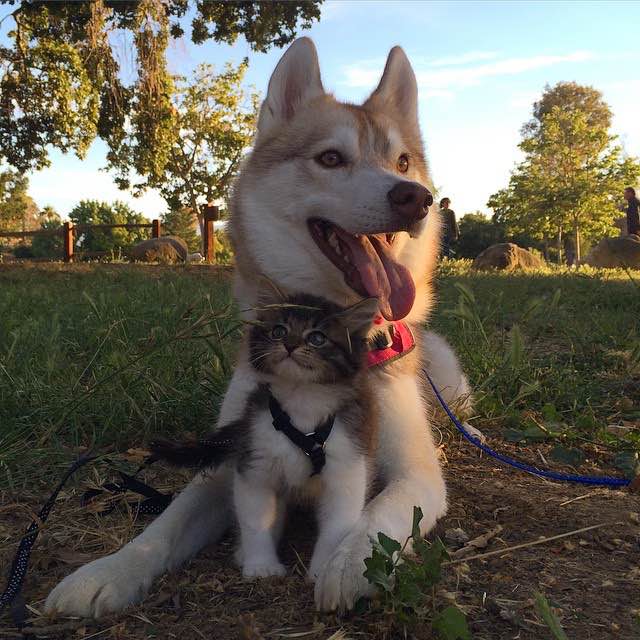 Stray Kitten Saved By Loving Husky Is Now Part Of The Pack!
