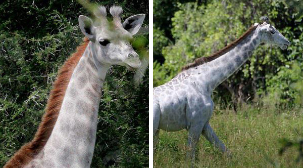 A Rare White Giraffe Has Been Spotted Roaming With Her Herd In Tanzania