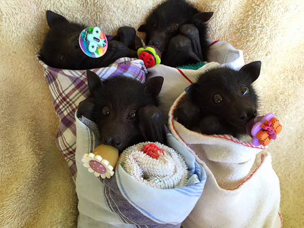 Fruit bats with their pacifiers