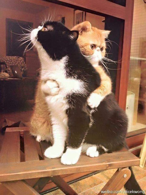 Hugging cats