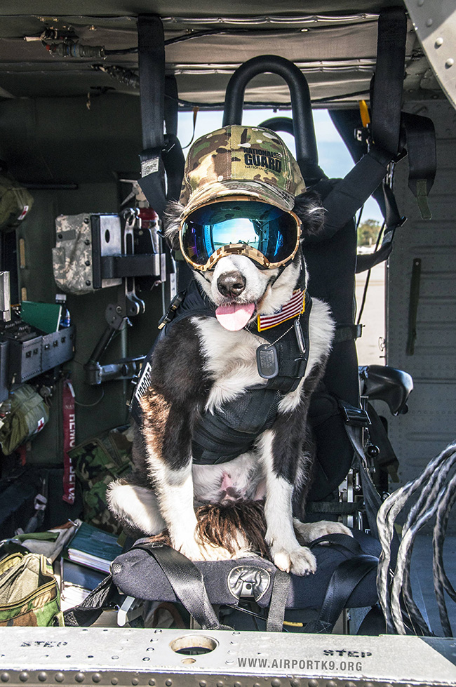 Meet K-9 Piper - The Coolest Dog In The World!