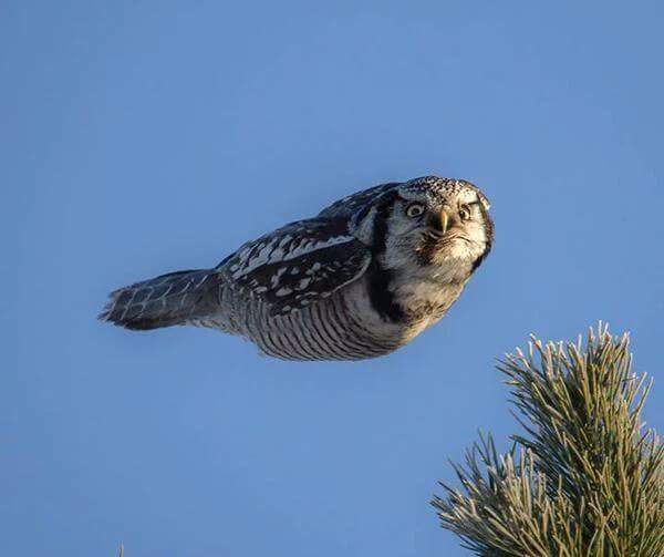 Owl mid-flight