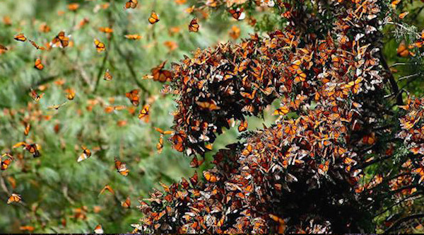 The Monarch Butterfly Population More Than Triples After Falling For Years