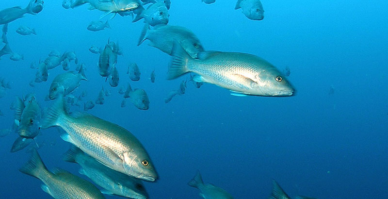 Mysterious Humming Noise Coming From The Ocean Is Believed To Be ...