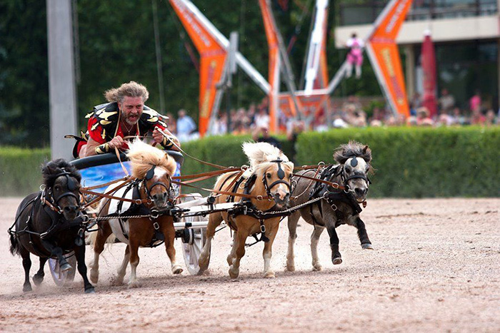 Miniature horses chariot racing