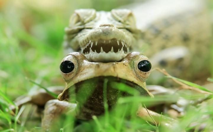 A baby croc resting on a frogs head