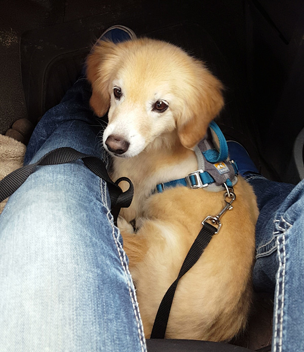 This 9-year-old mutt still looks like a puppy