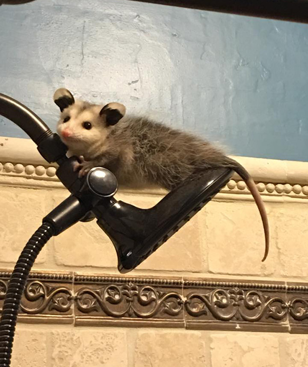 A baby possum got into the house at night. This is how they found it
