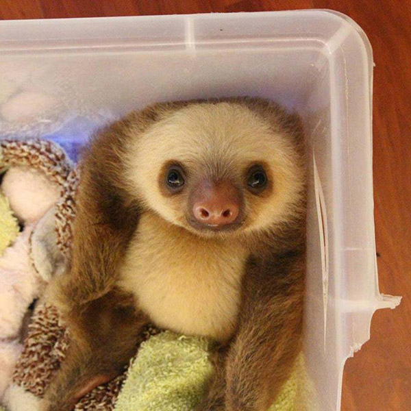 Just a comfy baby sloth in a box