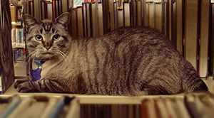 Fun Amazing Articles Trending On The Web