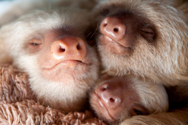 We Can Barely Handle These Unbelievably Cute Photos Of Rescued Baby Sloths