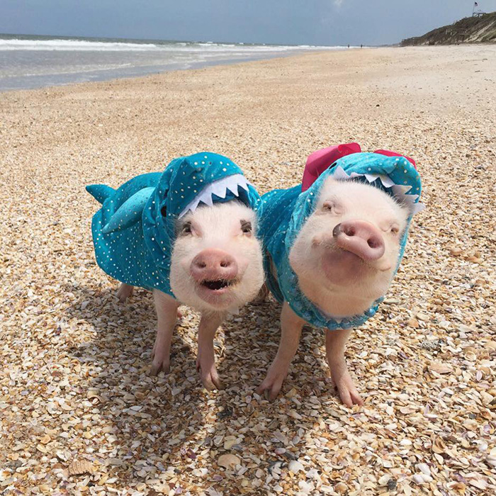 Pig Sharks!