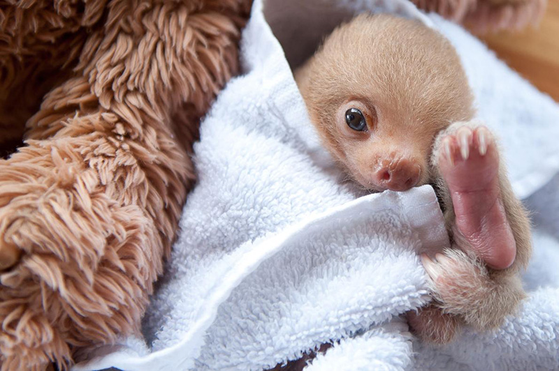 We Can Barely Handle These Unbelievably Cute Photos Of Rescued Baby Sloths
