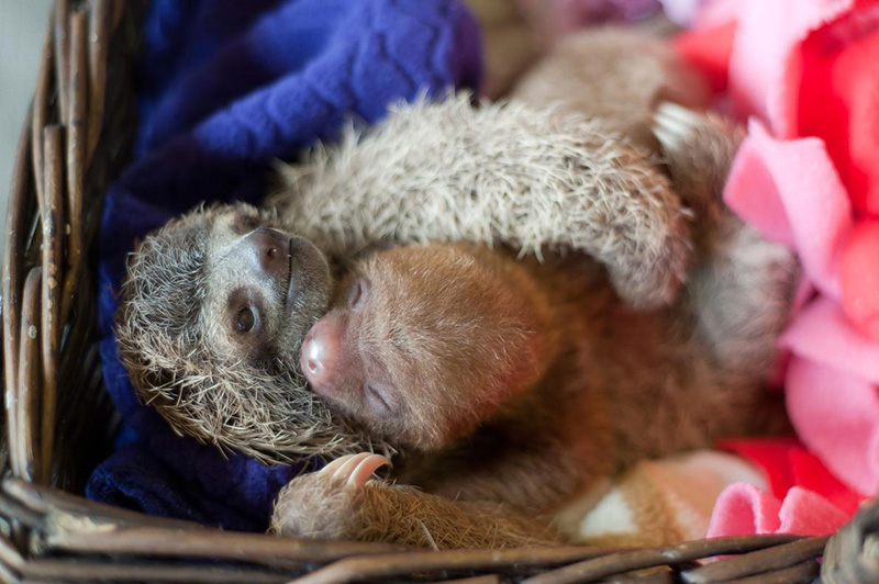 We Can Barely Handle These Unbelievably Cute Photos Of Rescued Baby Sloths