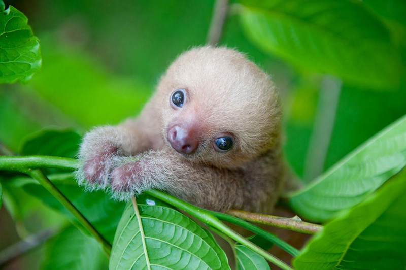 We Can Barely Handle These Unbelievably Cute Photos Of Rescued Baby Sloths