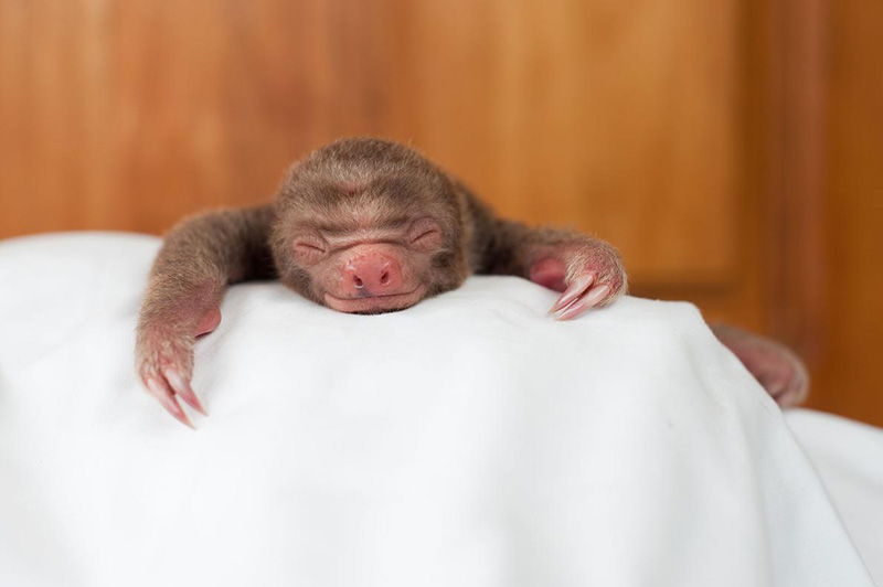 We Can Barely Handle These Unbelievably Cute Photos Of Rescued Baby Sloths