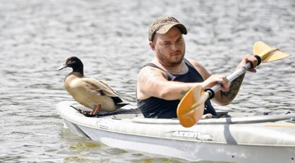 Local News Reports About A Duck That Rides On Kayaks, Readers Respond ...