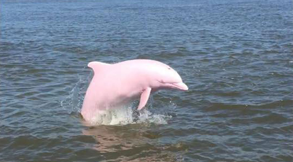 Rare Pink Dolphin Is Captured On Camera Swimming In Louisiana Lake
