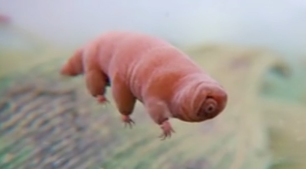 [Contest] Show/tell me a crazy animal : r/Random_Acts_Of_Amazon