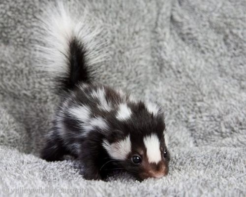 A baby skunk