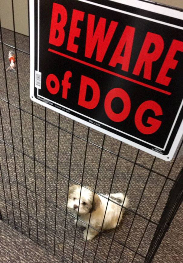 The Most Dangerous Dogs Behind Those 'Beware of Dog' Signs The Most Dangerous Dogs Behind Those 'Beware of Dog' Signs