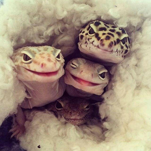 Happy Leopard Geckos