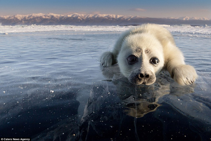 Adorable Seal Pup Poses For Photos, Even Waves At Photographer