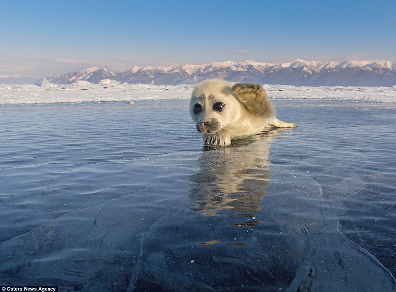Adorable Seal Pup Poses For Photos, Even Waves At Photographer