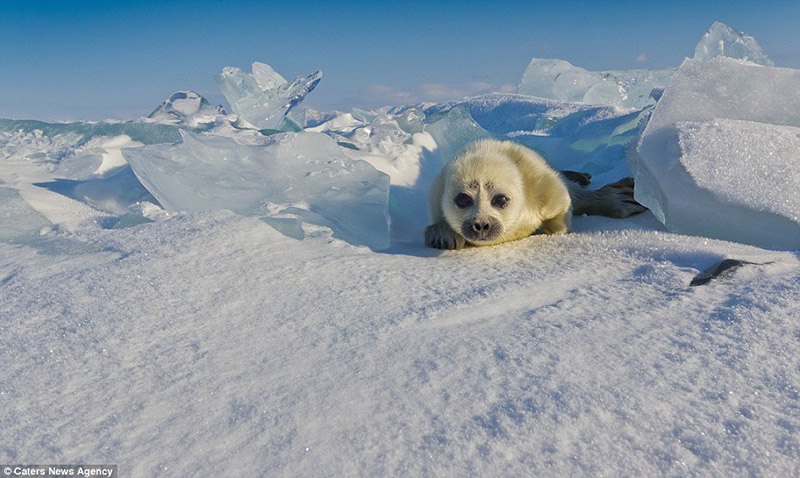 Adorable Seal Pup Poses For Photos, Even Waves At Photographer