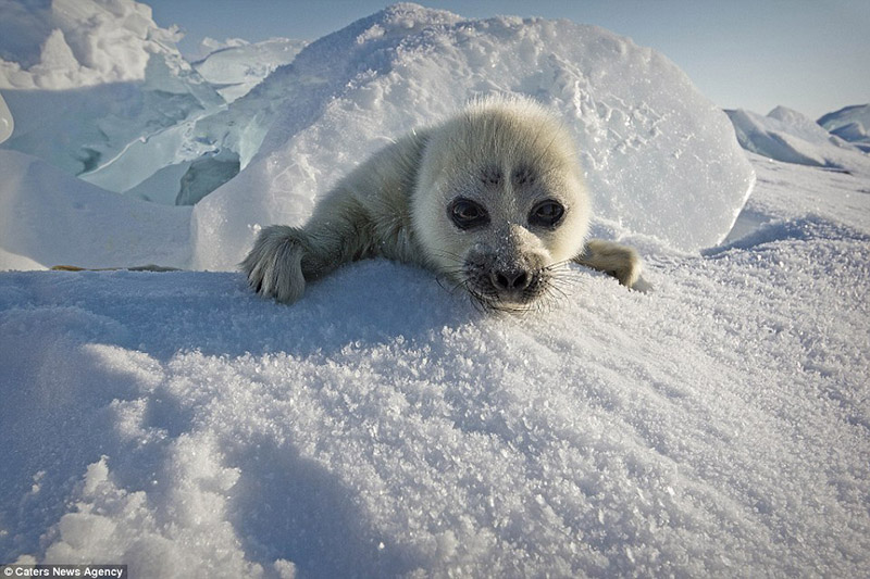Adorable Seal Pup Poses For Photos, Even Waves At Photographer